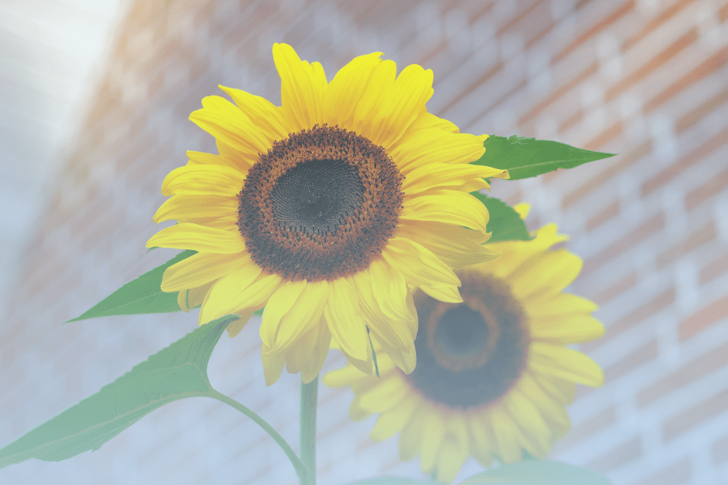 Adoption Attorney Services